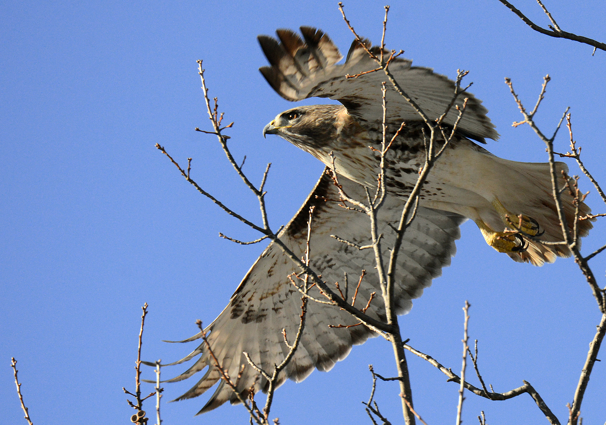 Red-tailed Hawk in Heritage State Park | The Birds Downtown
